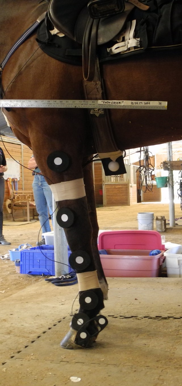 Arena Upkeep Key for Preventing Horse Injuries, Research Finds ...